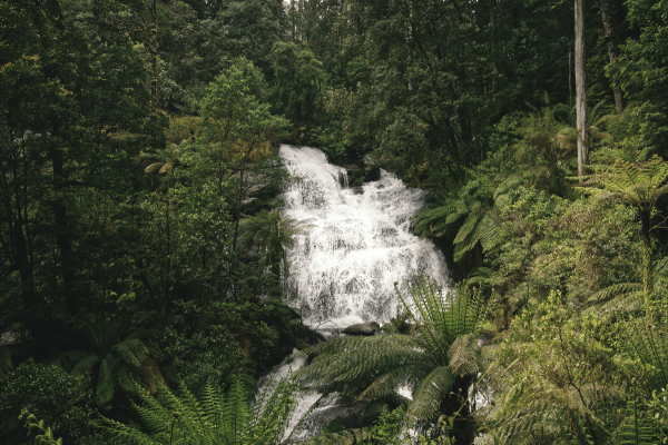 Where are the Californian Redwoods in Australia?